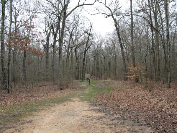 dads pics 118 | Treefrog Treasures