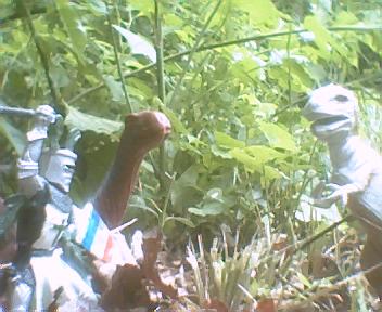 knights & dinosaurs 003 | Treefrog Treasures